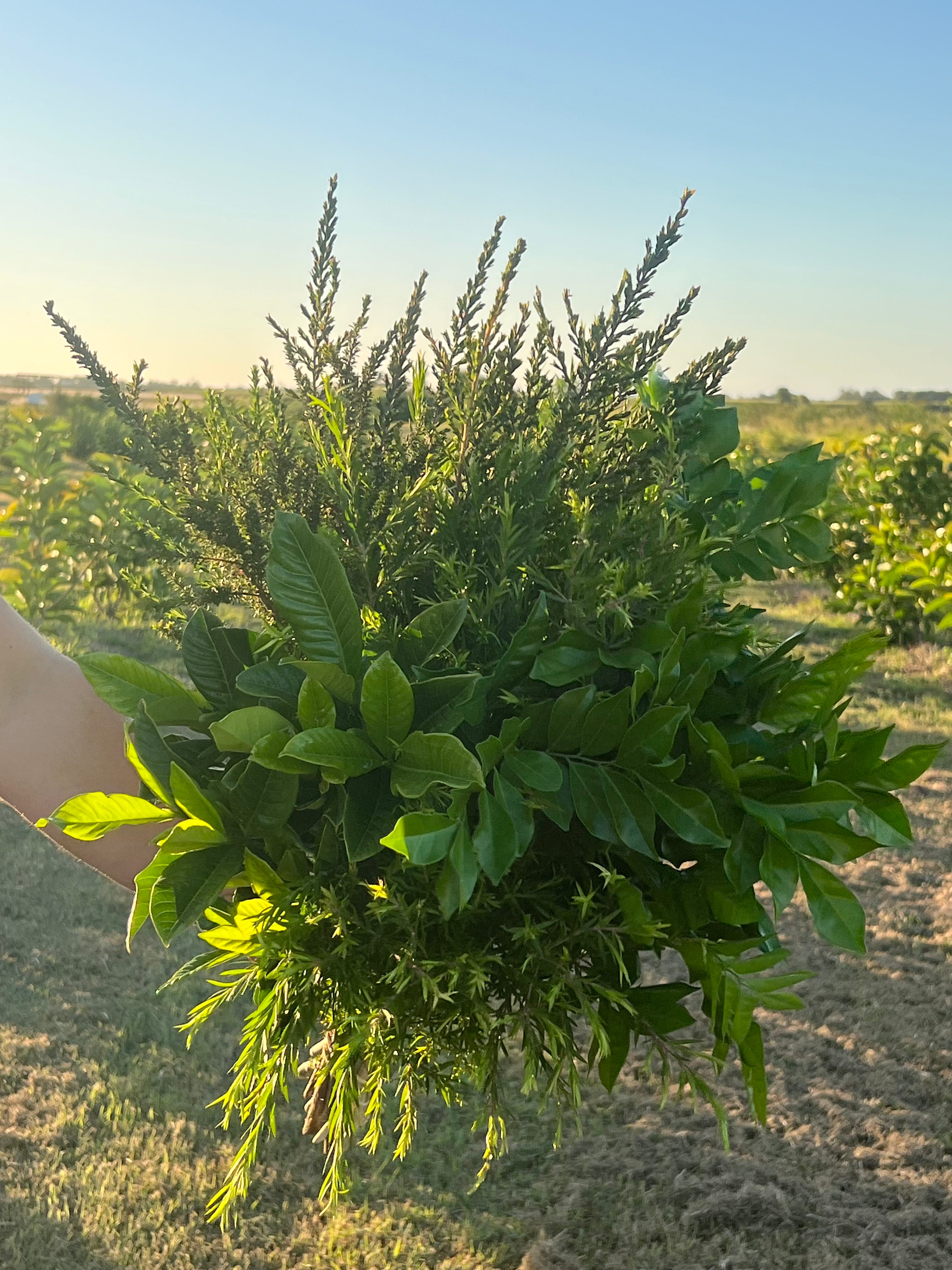 Mixed Foliage - Short Stem – Anastasi Blooms